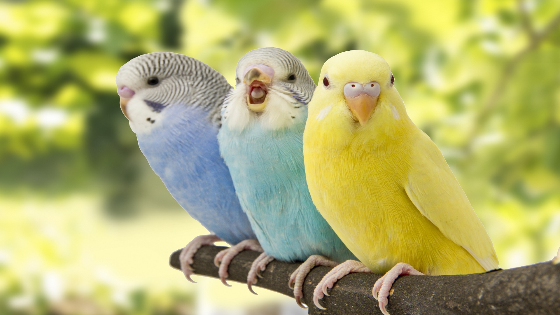 Parrot brains are built to talk like humans, share similar speech brain ...