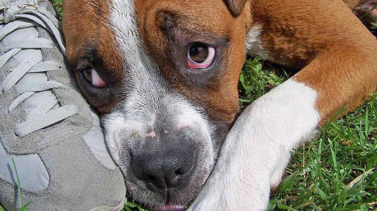 7 Signs of Illness to Look Out for in Dogs