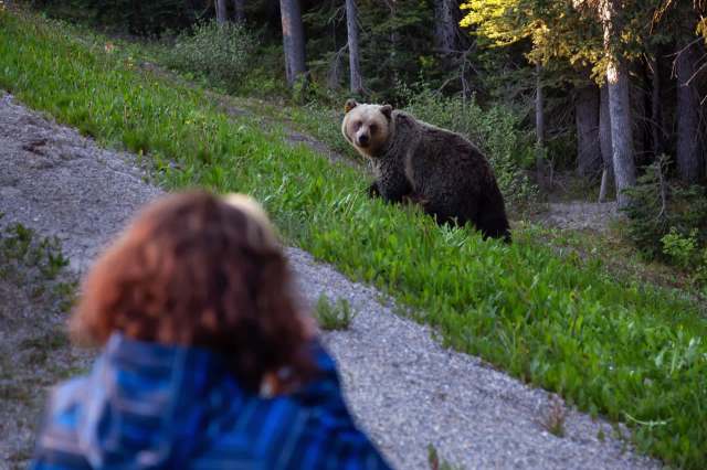Disturbing footage captures tourists closing in on wild animal: 'Get ...