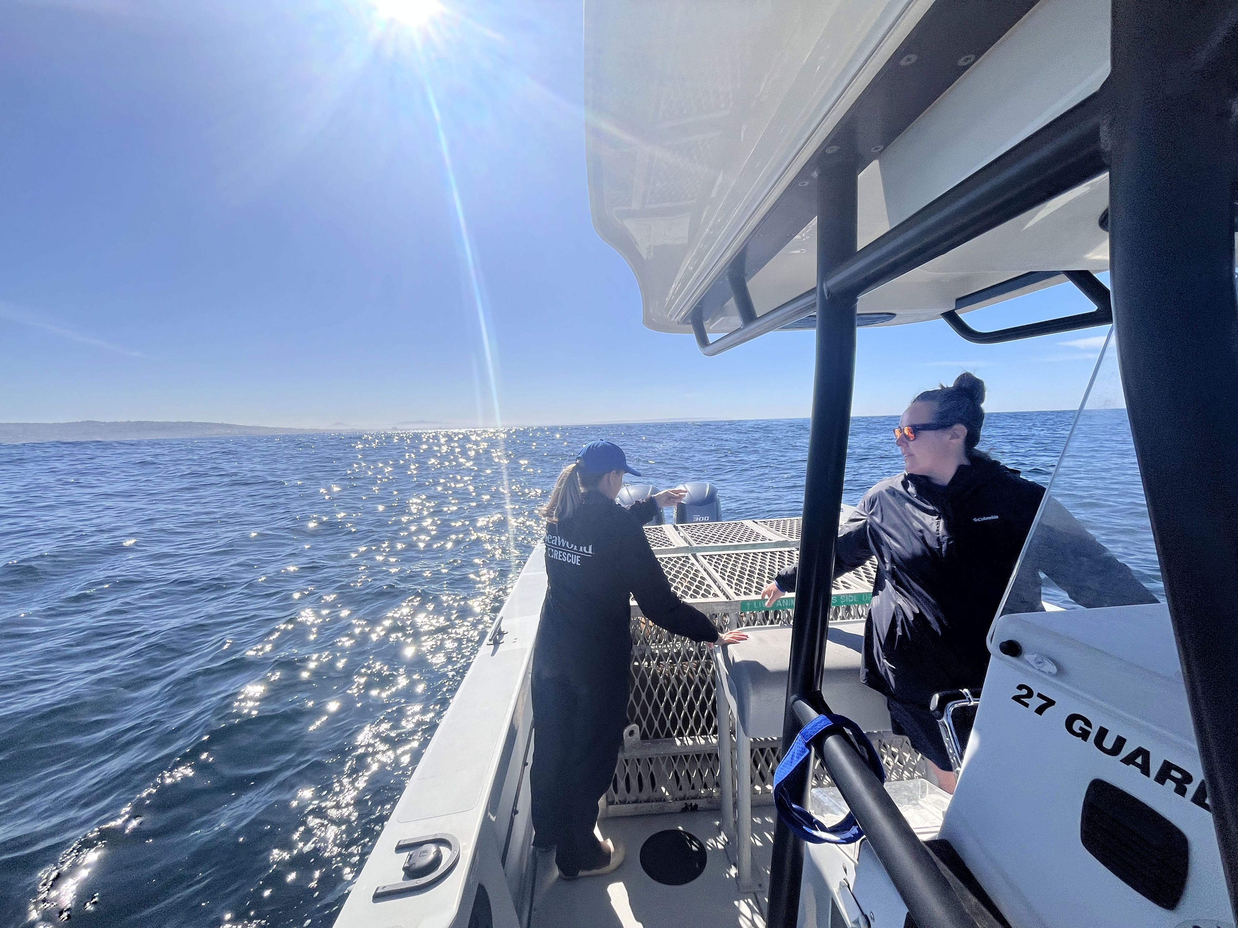 SeaWorld rescue team releases seven rehabilitated sea lions off the ...