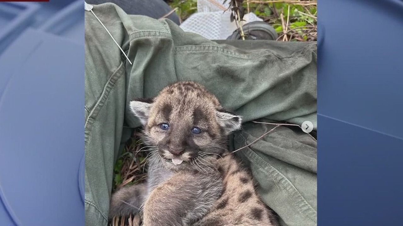 FWC researchers track, care for rare Florida panther cubs