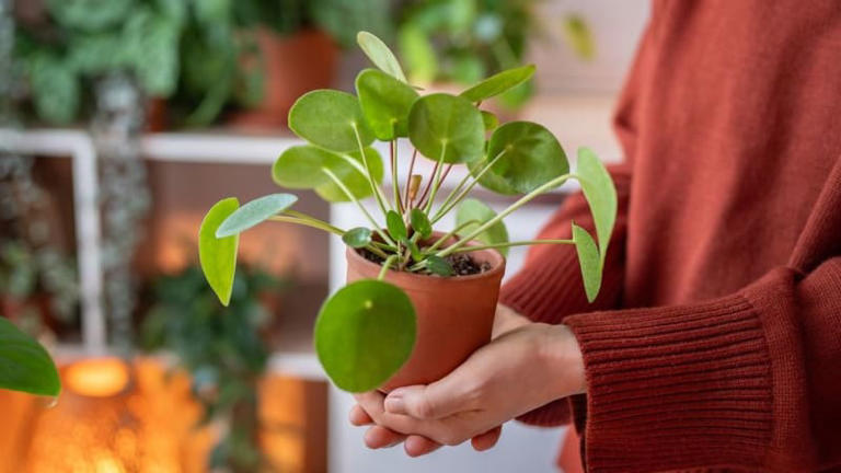 14 pokojových rostlin, které vám domů přinesou štěstí, lásku, zdraví a ...