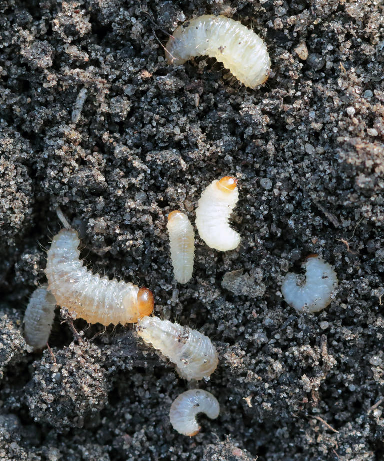 What are beneficial nematodes? Plus how to use these microscopic ...