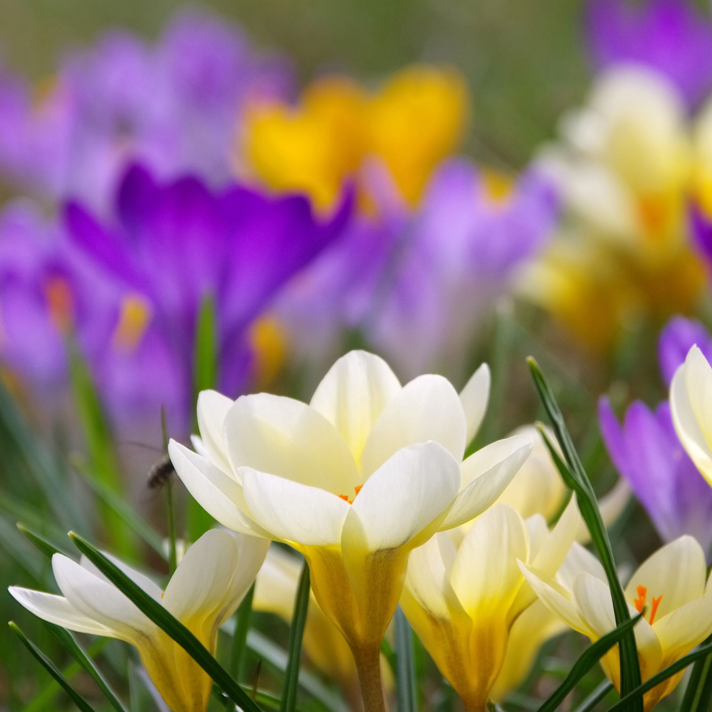 50 Spring Party Names That Celebrate the Season