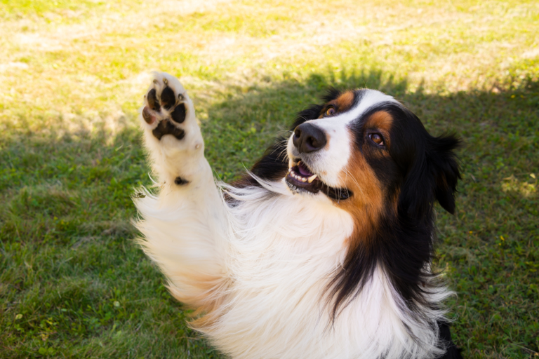 Australian Shepherd Sees Another 'Good Boy Pup' on Ferry and Gives Him ...