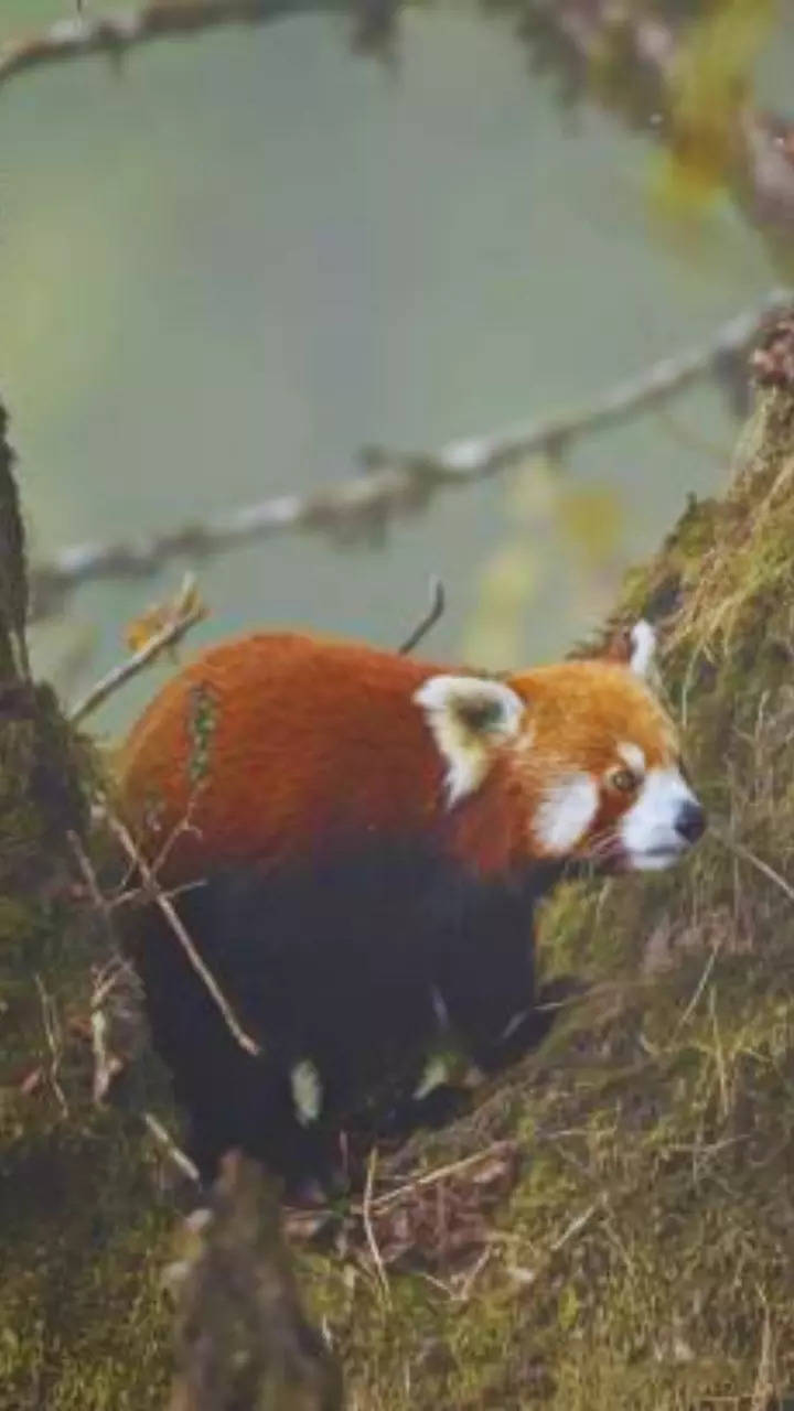 10 best places to see red pandas in India