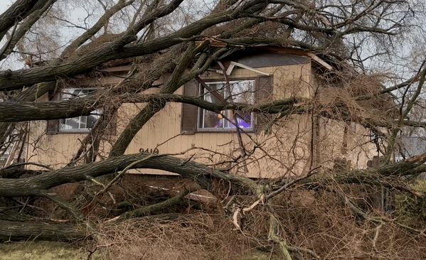 Massive Trees Crush Roofs After Suspected Tornado Rips Roots From Ground