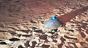 Satellite transmitters to track migratory routes of nesting Olive ...