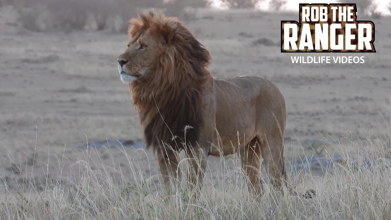 Witness lion pride prowl during dramatic Maasai Mara sunset safari