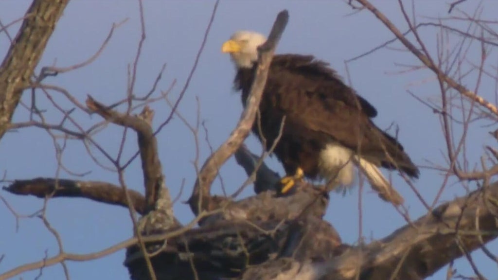 Birdwatchers worry about high winds with newly hatched bald eagles at ...