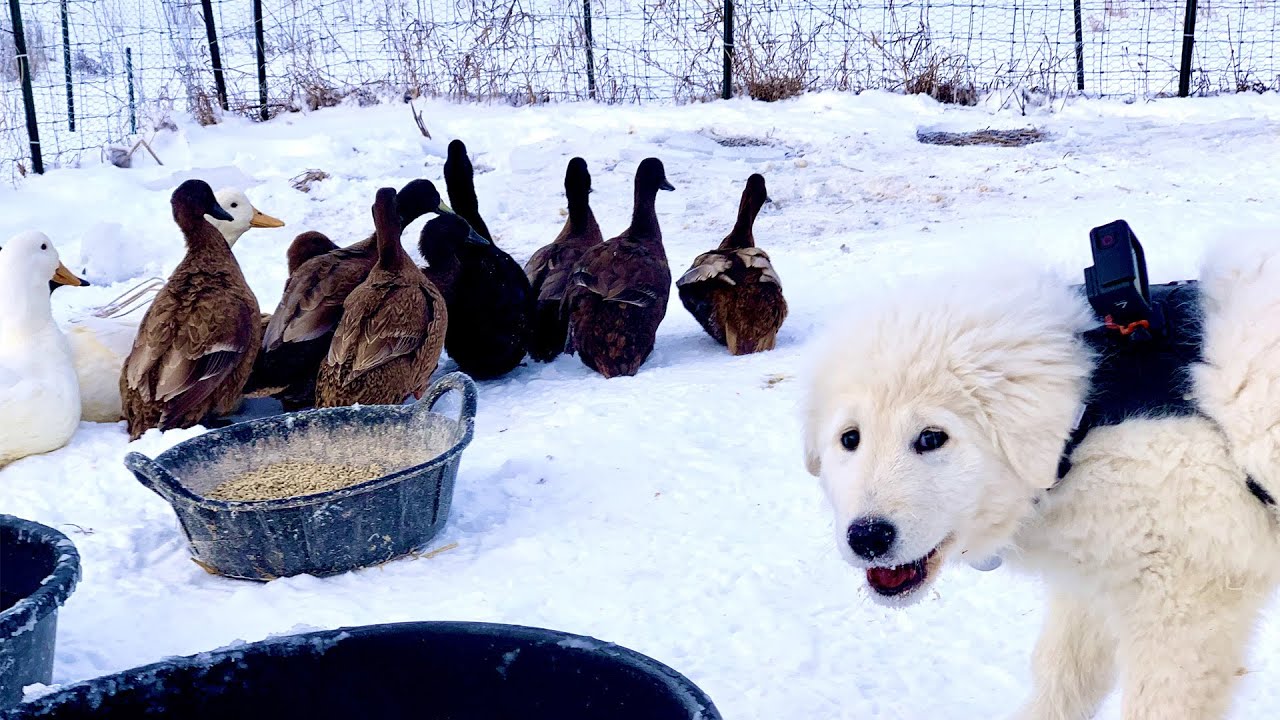 My farm dog filmed this video of puppy and ducks