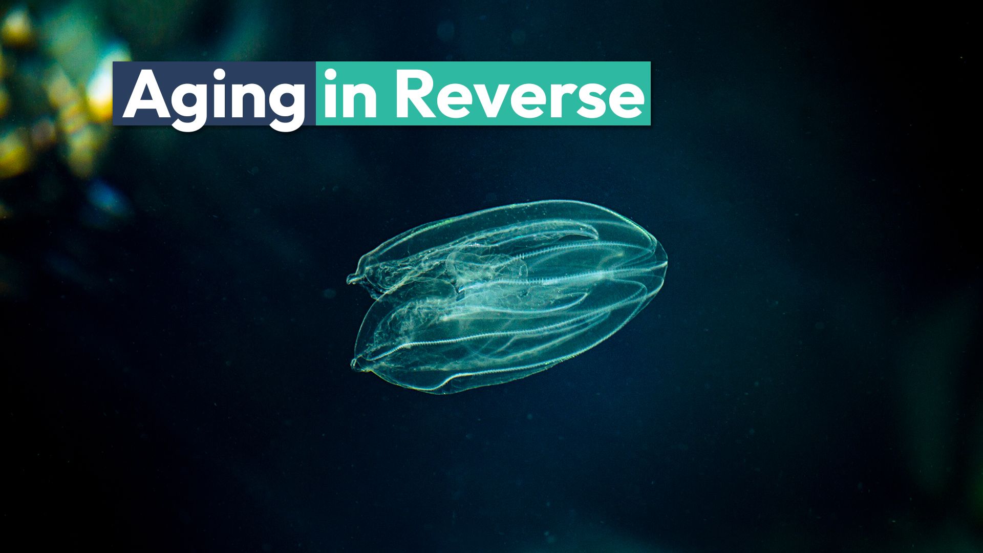 The Strange "Sea Walnut" Can Age In Reverse Like A Bizarre Case Of ...