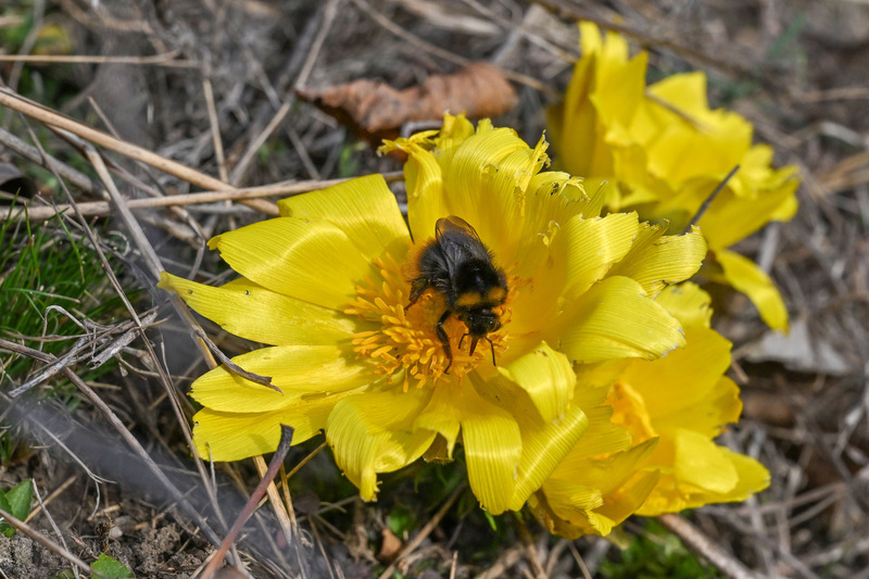 Dnes začíná astronomické jaro, nastává jarní rovnodennost