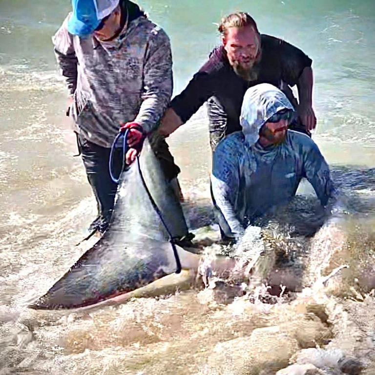 North Carolina fishermen fight, wrestle great white shark for over 30 ...