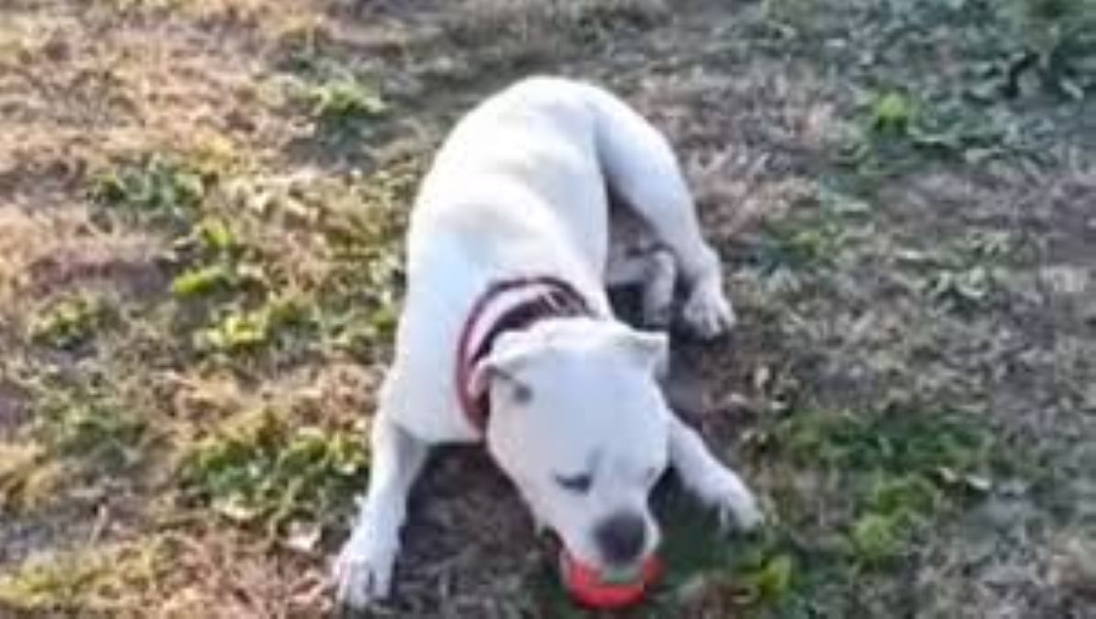 Luna, il cane abbandonato all’aeroporto di Bari, inizia una nuova vita ...