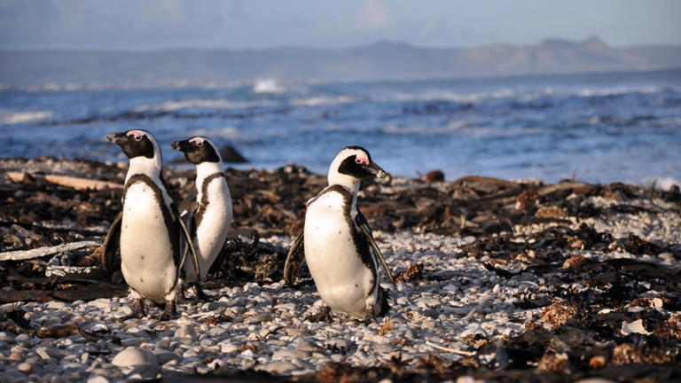 We should all rally behind historic efforts to save penguins from ...