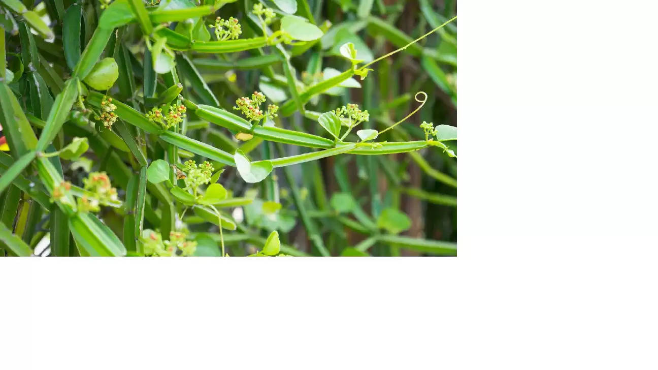 Agastya Tree: The 'Sanjeevani' Herb of Kaliyug for Instant Headache ...