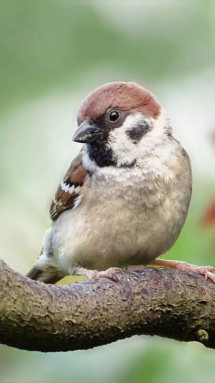 World Sparrow Day: 10 most interesting facts about sparrows