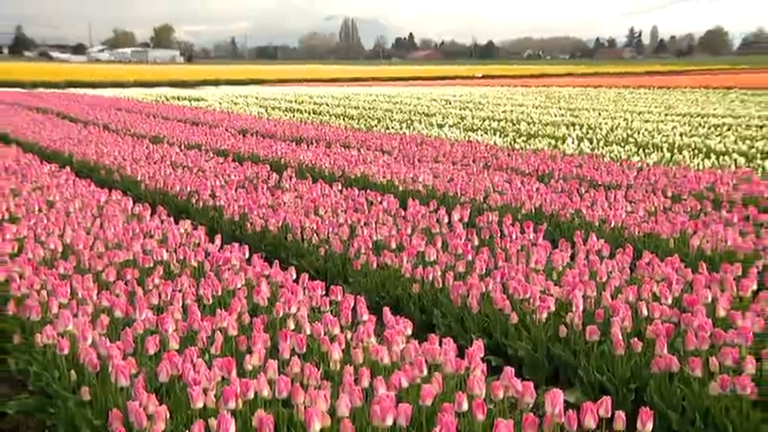 Your ultimate guide to the 2025 Skagit Valley Tulip Festival