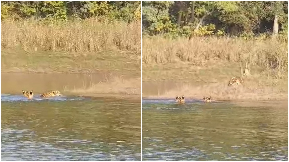 Satpura tourists spot tiger cubs swimming in river, capture rare moment ...