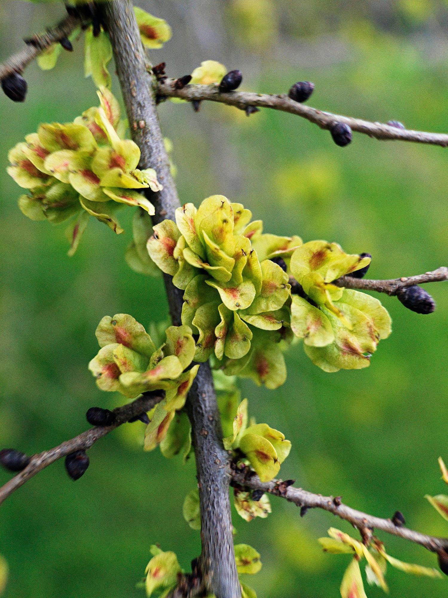 Look out for a special sign of spring - blossom on Sheffield's elms