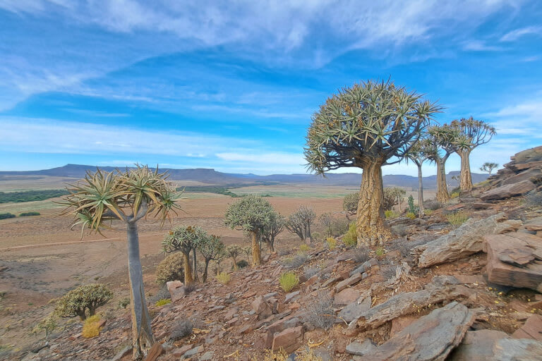 Desert creep in South Africa spells bleak future for succulent ...