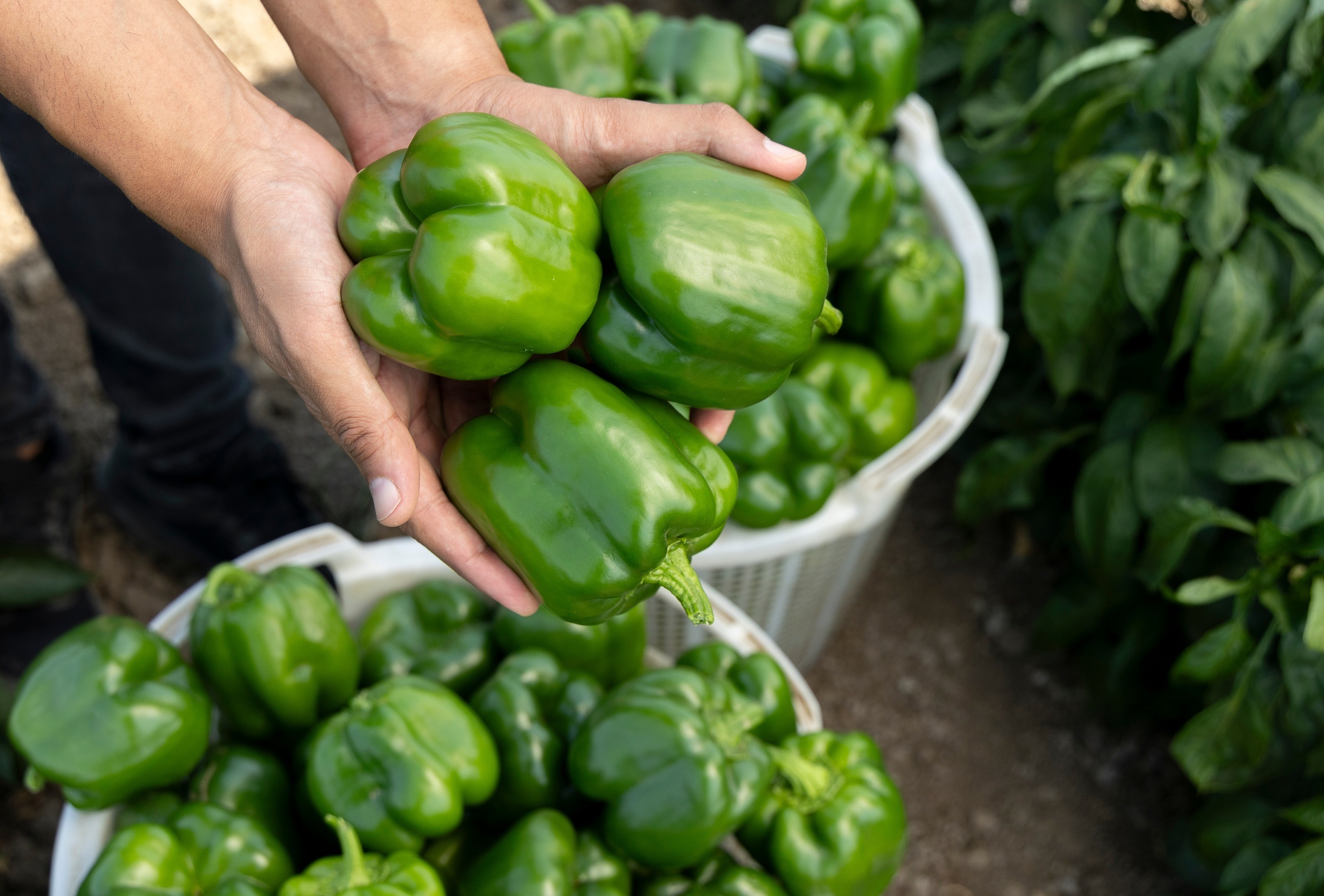 20 perfect fruits and vegetables for first-time gardeners