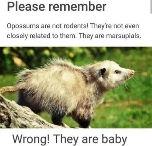 45 Funny Wild Animal Memes From The Untamed Corners Of The Internet