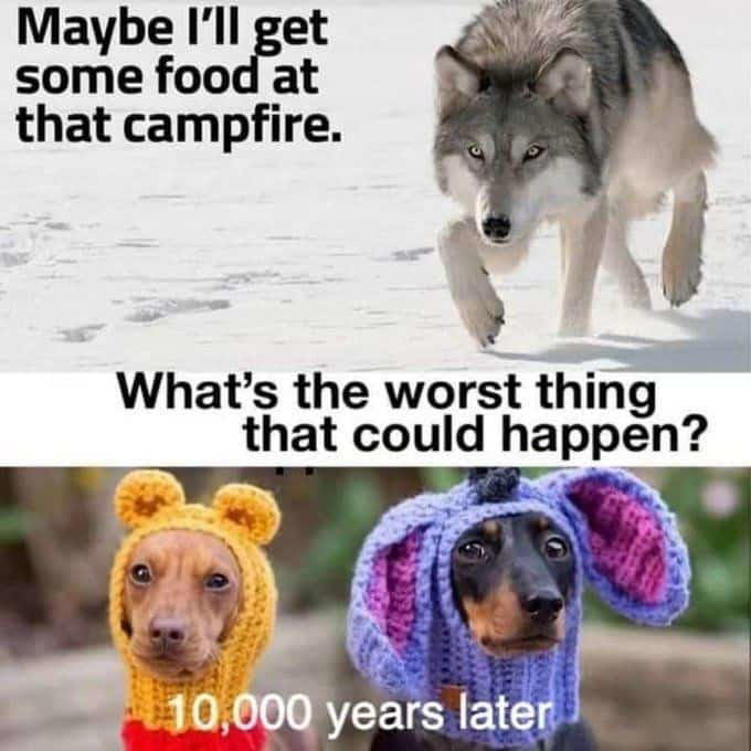 45 Funny Wild Animal Memes From The Untamed Corners Of The Internet