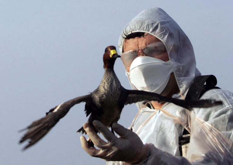 Bird flu is hitting the U.S. hard. Now, migratory birds are flying north