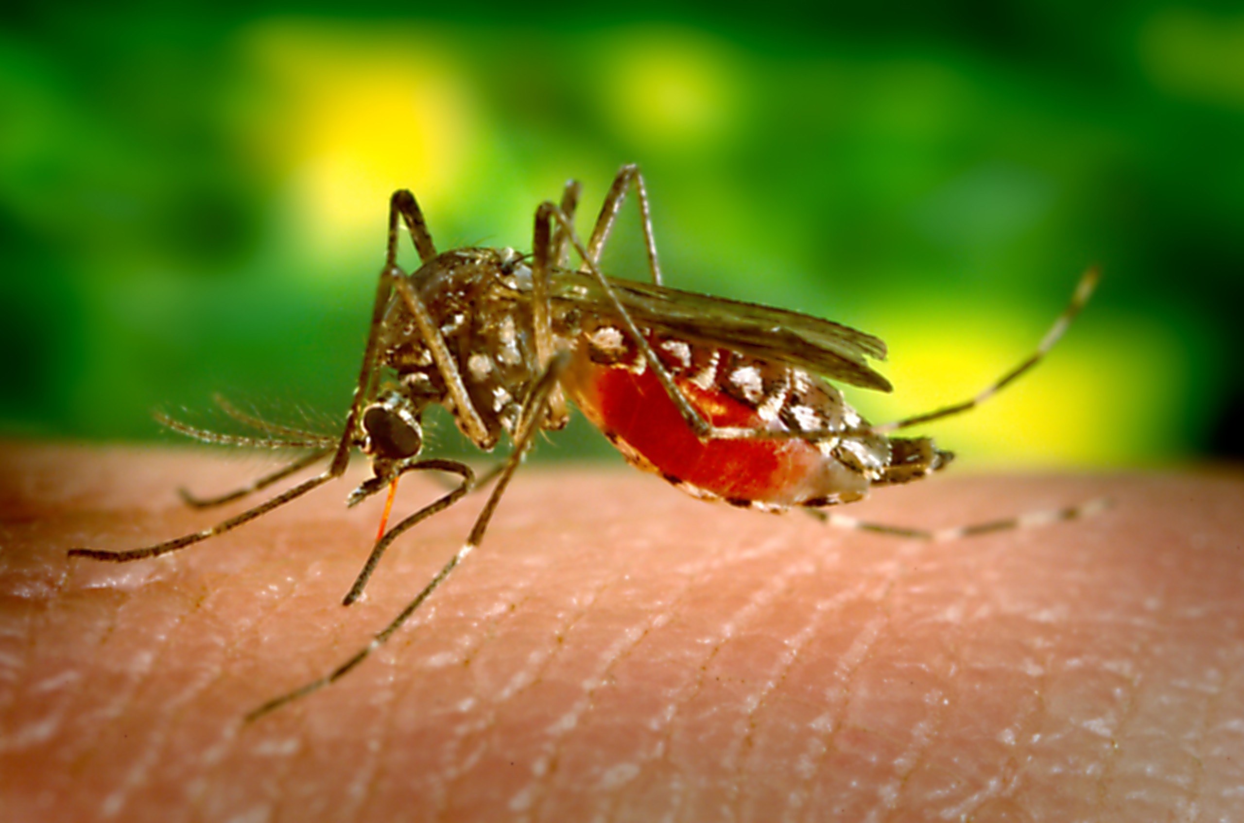Dengue on the rise: CDC warns of increasing risk for US travelers