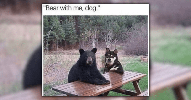 23 Animal Memes That'll Satisfy Your Silly Craving Today (March 20, 2025)