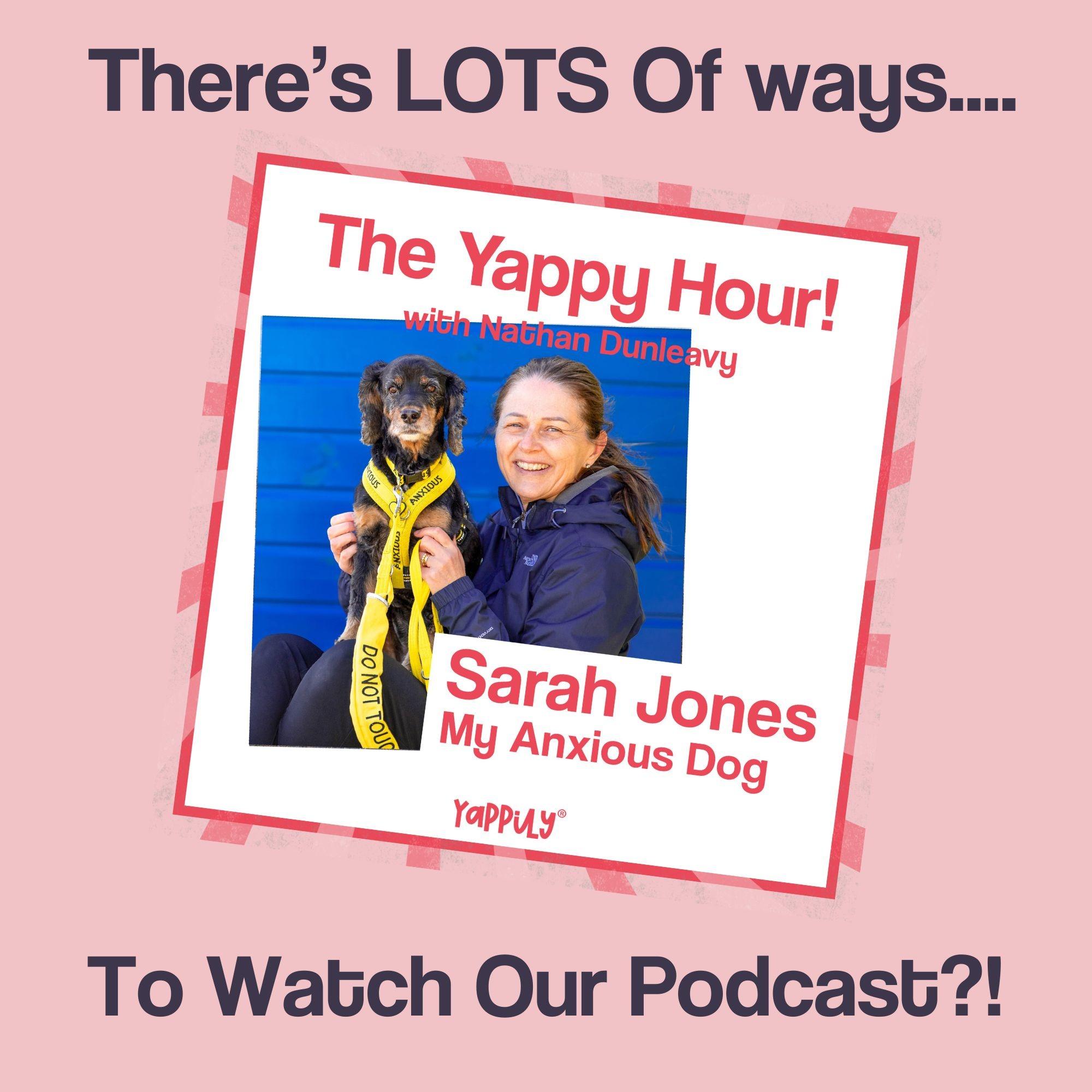 Dogs in Yellow Day: giving anxious dogs the space they need