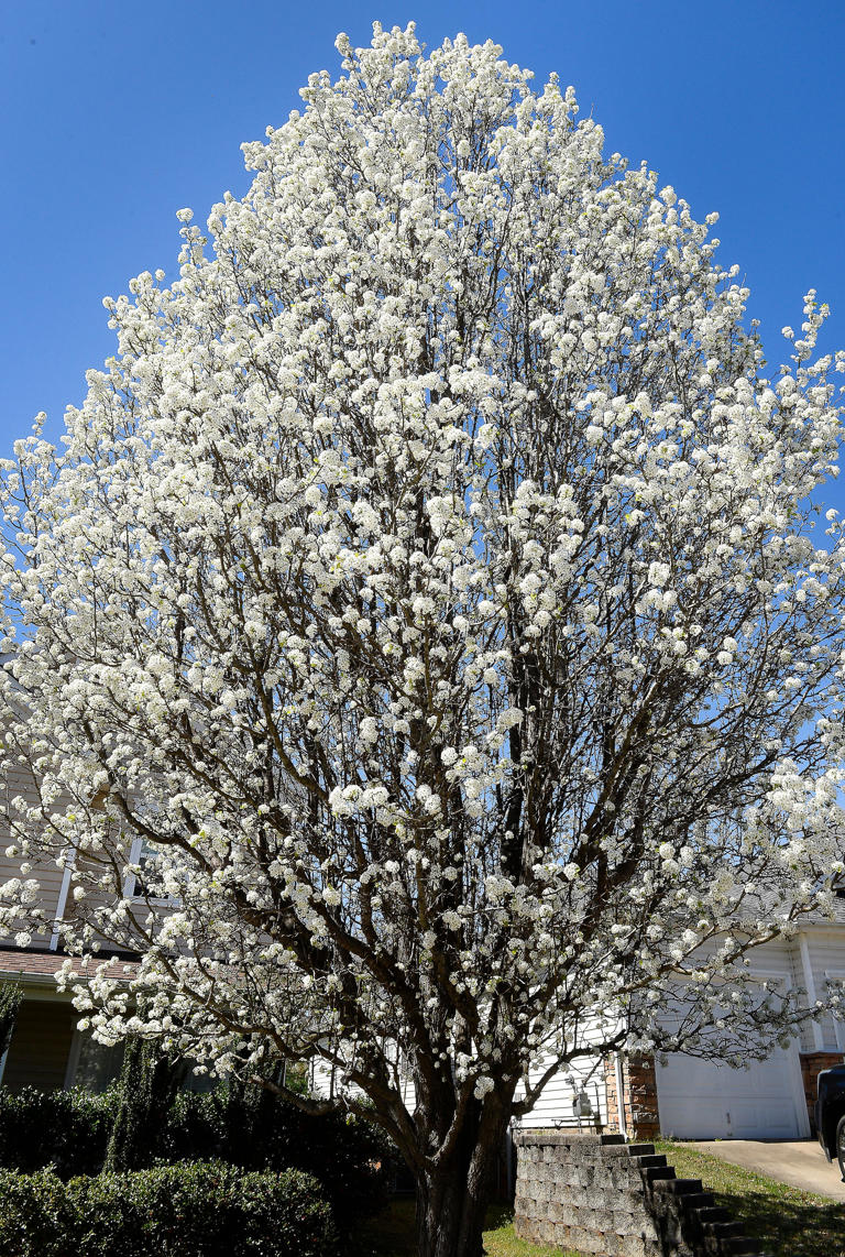 Ask the Master Gardener: For Bradford pear trees, proper care starts ...