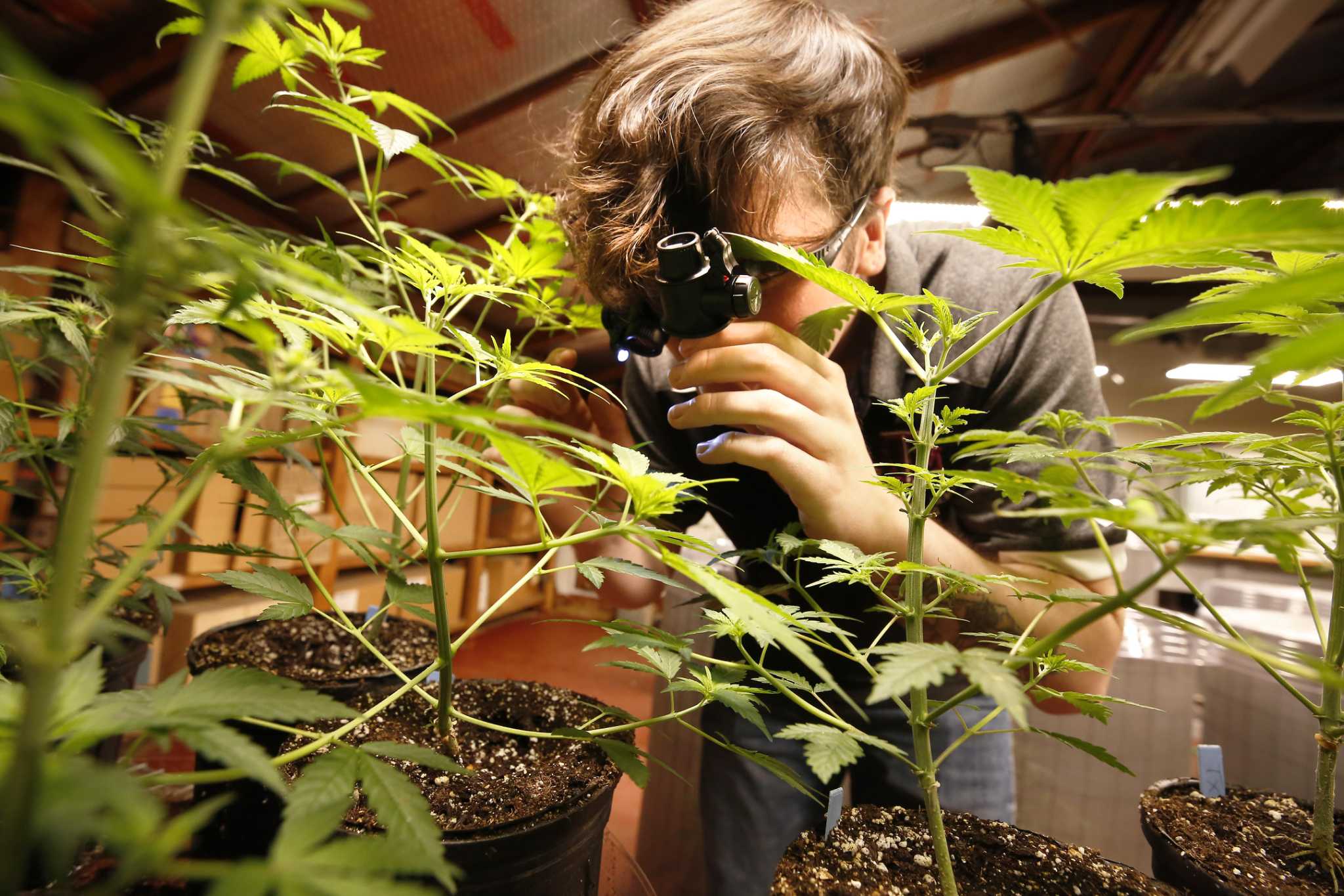 The definitive weed dictionary for Texas: What's the difference between ...