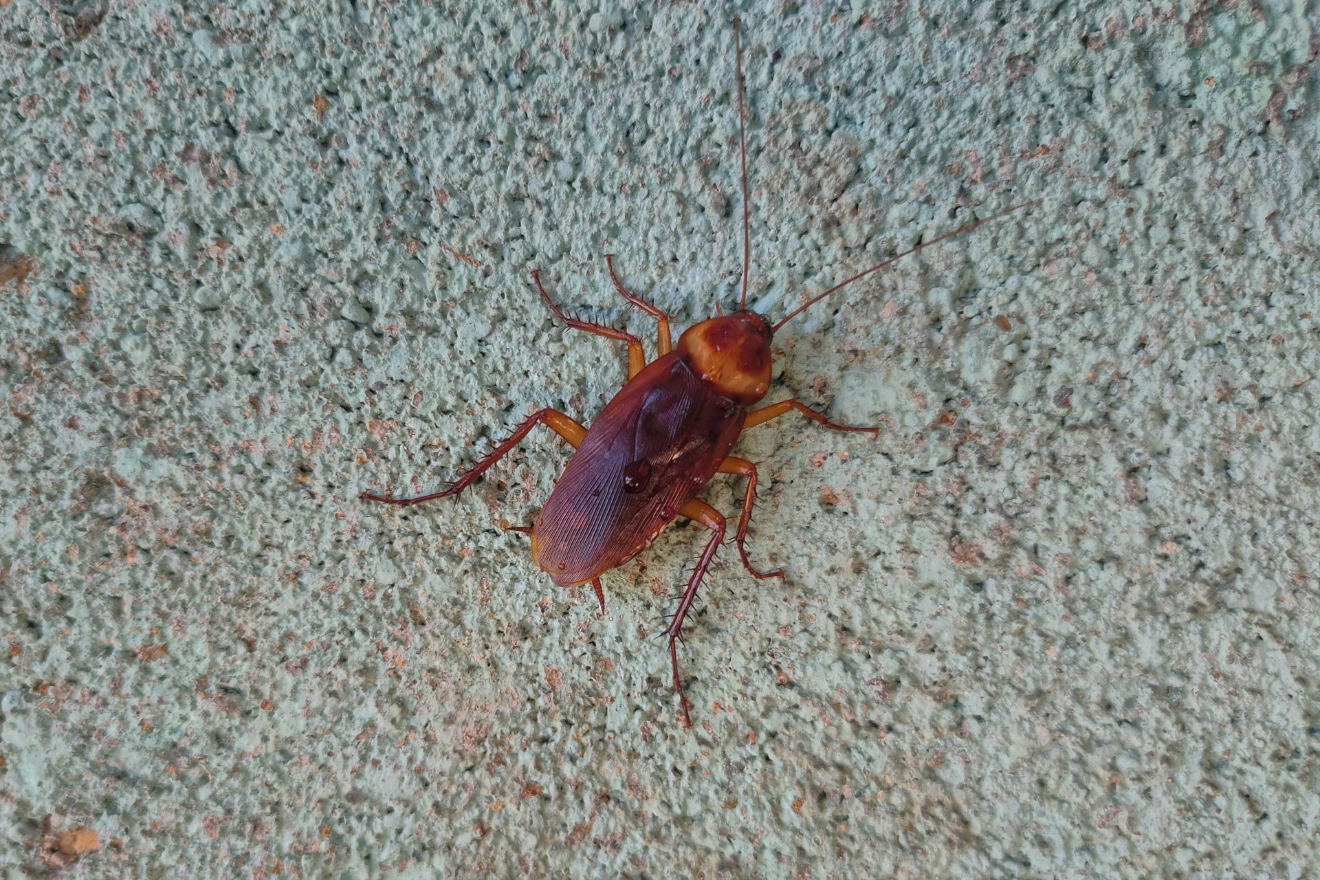 El peligro que supone pisar una cucaracha