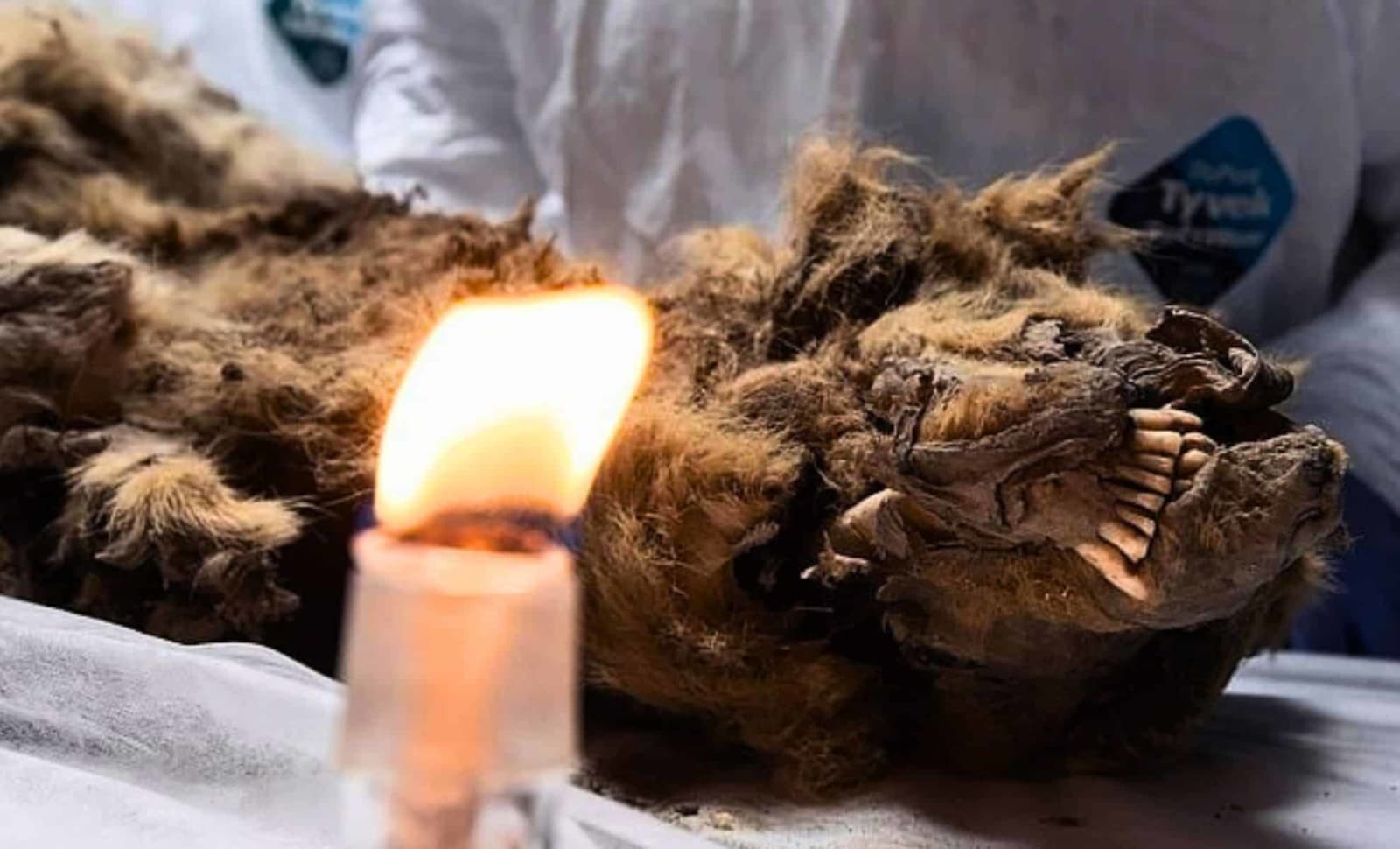 Scientists Unearth a 44,000 Years “Pleistocene Wolf” Preserved in ...