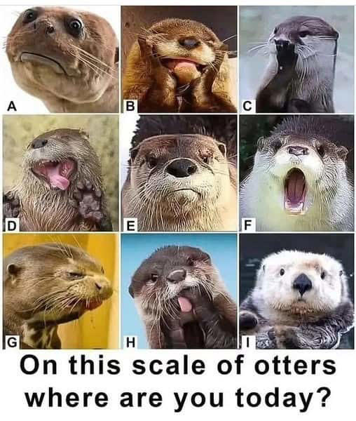 45 Funny Wild Animal Memes From The Untamed Corners Of The Internet