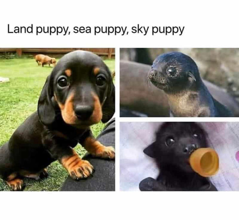 45 Funny Wild Animal Memes From The Untamed Corners Of The Internet