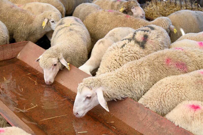 Morocco allows slaughter of female sheep and goats except during pregnancy