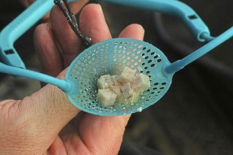 Try fishing with meat early for commercial carp | Pemb Wrighting