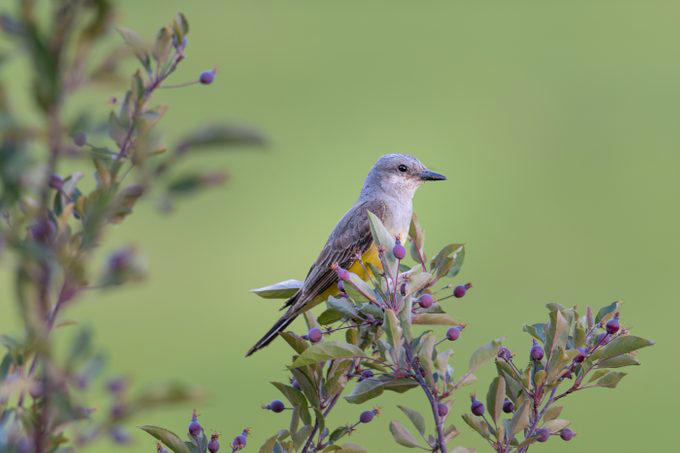 18 Gray Colored Birds That You Might See
