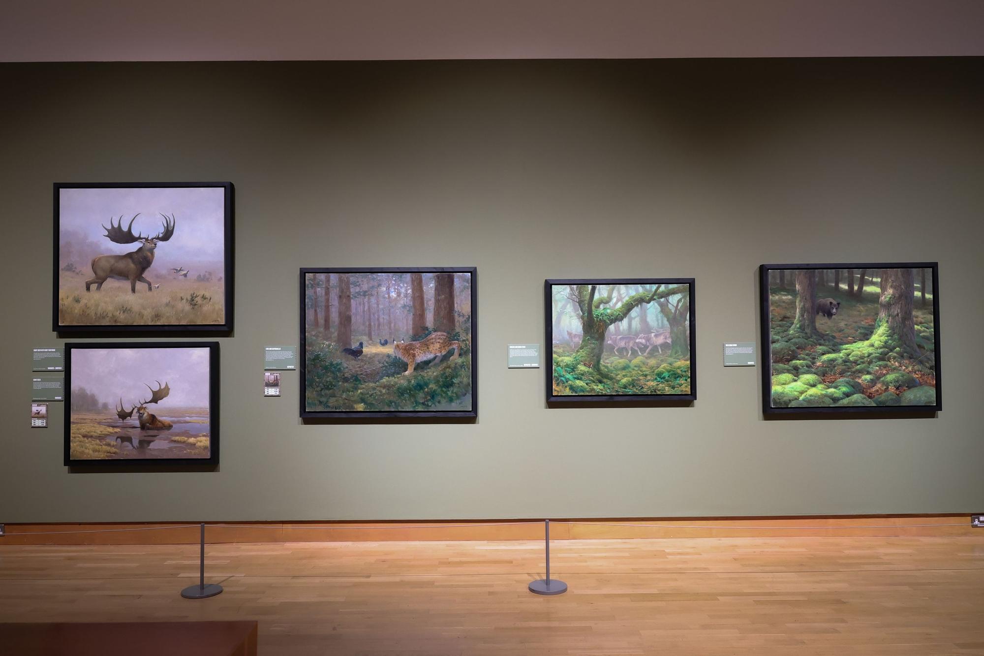 Ulster Museum exhibition explores wildlife past and present