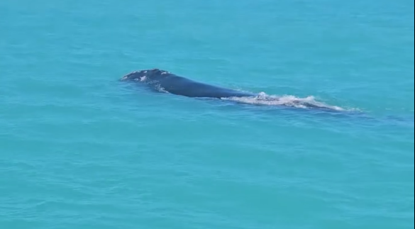 'That's crazy': Rare right whale sighting in Gulf off Fort Myers ...