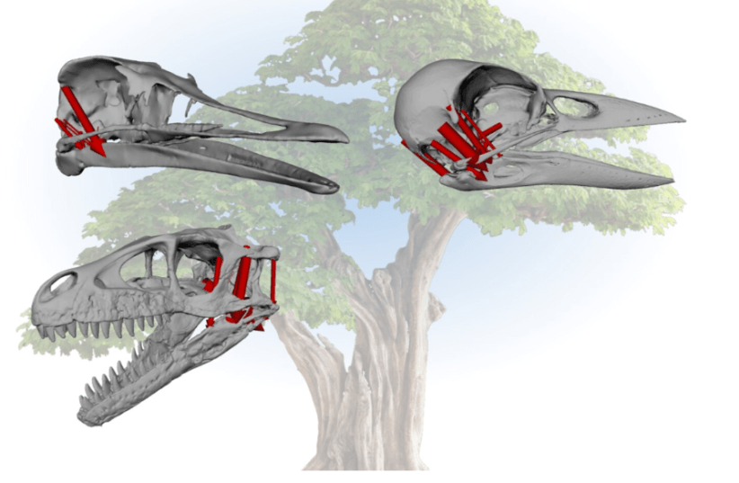 From dinosaurs to birds: How cranial kinesis shaped evolution