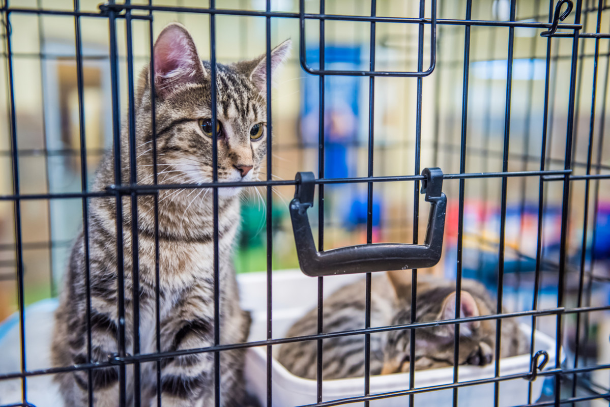Cats Becoming Besties at Shelter Like a Couple of 'Prison' Cell Mates ...