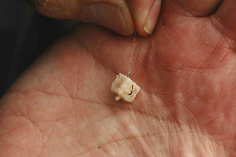 Try fishing with meat early for commercial carp | Pemb Wrighting