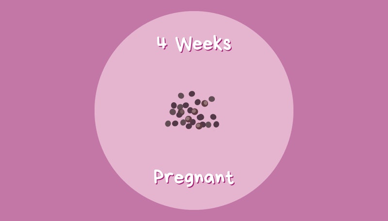 4 weeks pregnant: baby development, symptoms and advice