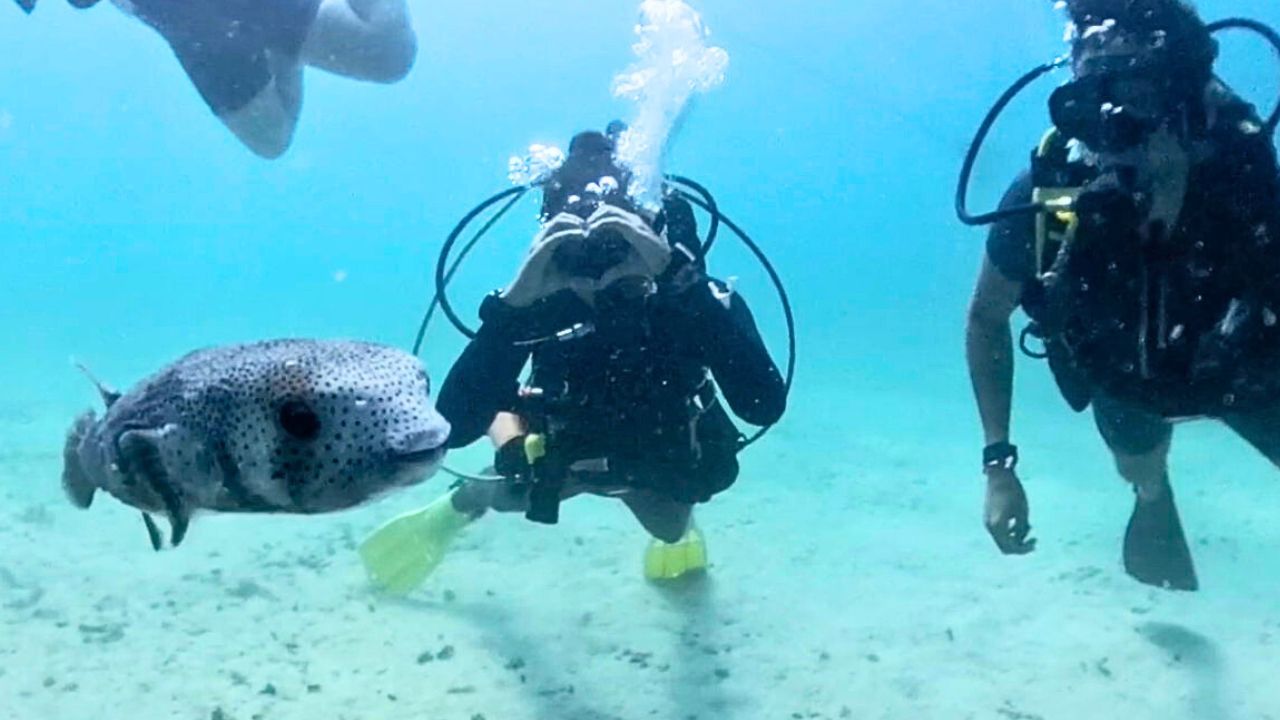Friendly puffer fish swims and interacts with divers