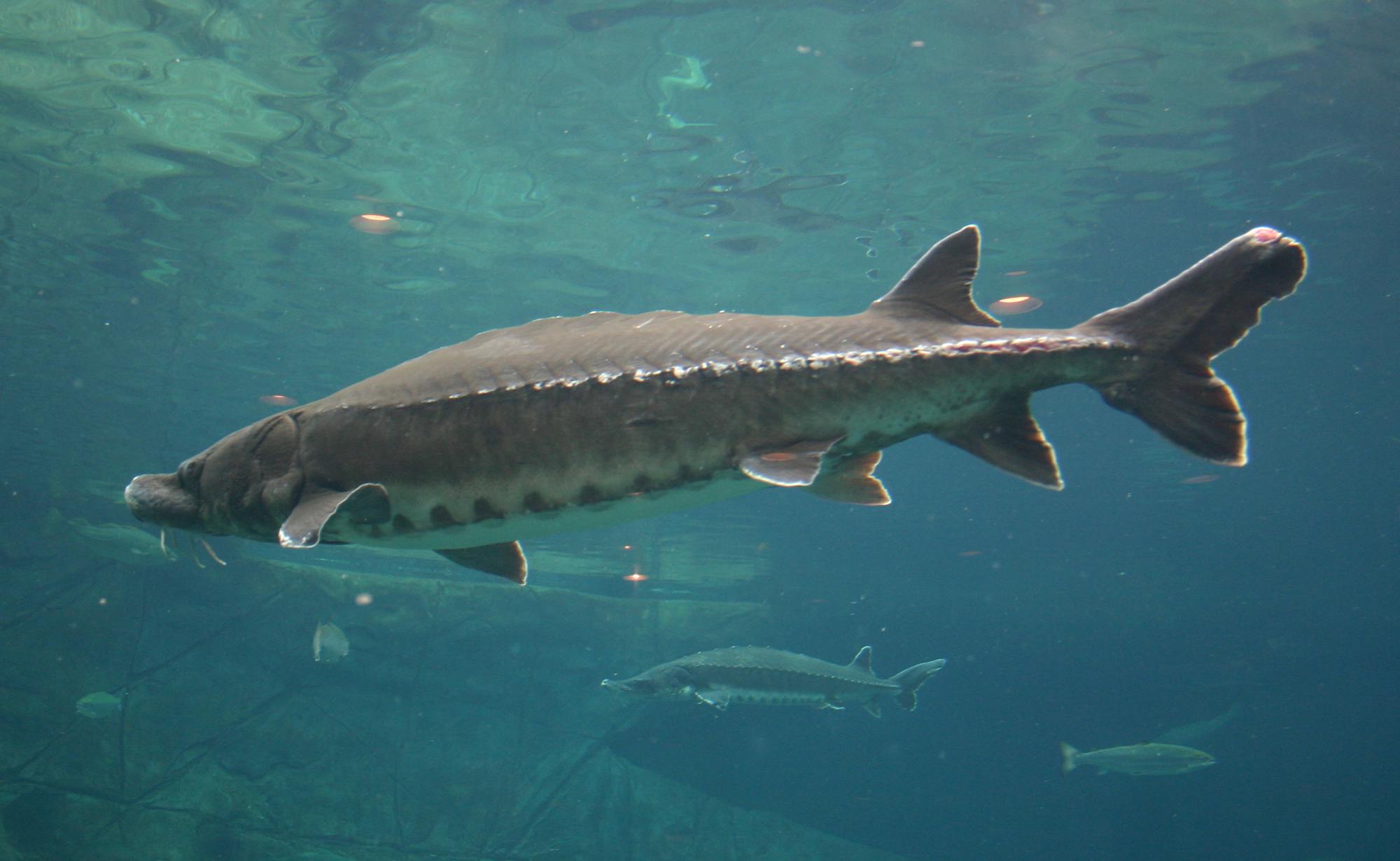 Atlantic sturgeon were fished almost to extinction − ancient DNA ...